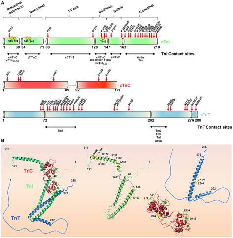 Troponin Pathway