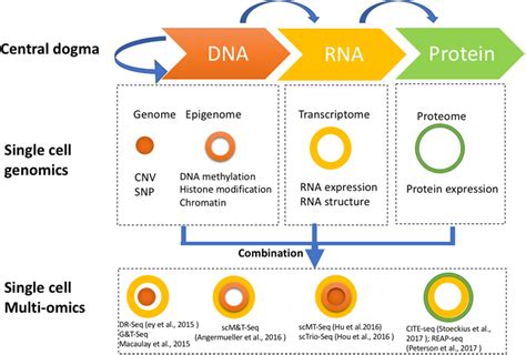 Single Cell Multi Omics