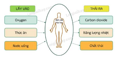 Dấu hiệu đặc trưng của quá trình trao đổi chất và chuyển hóa năng lượng