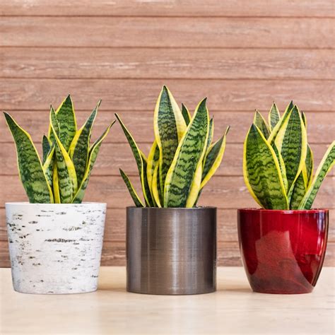 Sansevieria Trifasciata Laurentii Plante De Serpent Panachée Photo