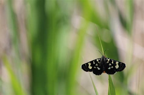 Schmetterling Motte Schwarz Kostenloses Foto Auf Pixabay Pixabay