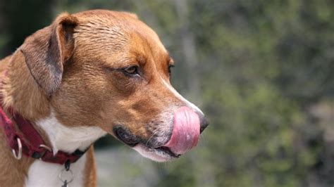 Mi perro vomita amarillo cuál es la causa y qué hacer