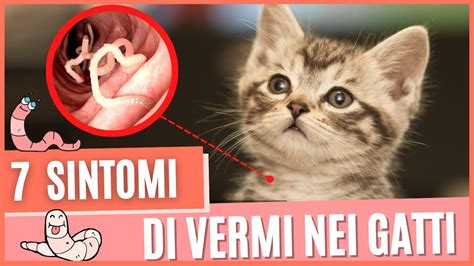 Come Capire Se Il Gatto Ha I Vermi 7 Sintomi Del Gatto Con I Vermi