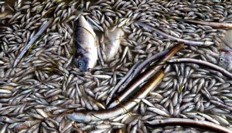 video TREMENDA SEQUÍA MILLONES DE PECES MUERTOS EN BAÑADO LA