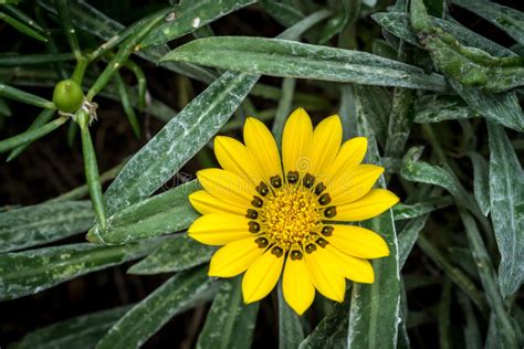 Yellow Flower On Green Leaves Stock Photo Image Of Beauty Blossom