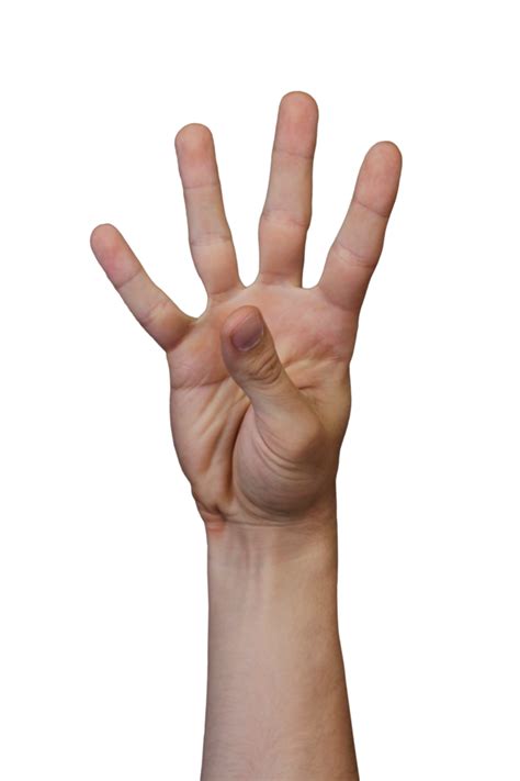 Free Manos Humanas Cuatro Gestos Imagenes Realistas 19014245 PNG With
