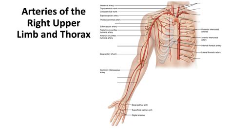 Arteries Of The Right Upper Limb Thorax Diagram Quizlet