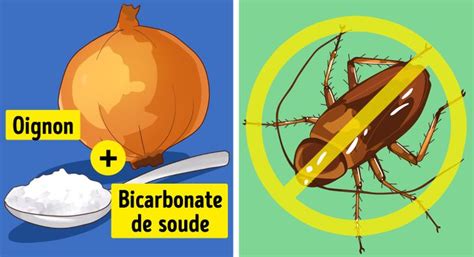 7 Méthodes vraiment efficaces pour se débarrasser des insectes dans ta