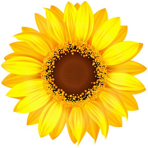 Girasol PNG