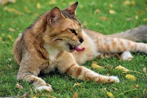 Por qué mi gato tiene arcadas Qué debo hacer Experto Gatuno