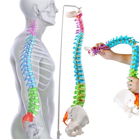 Buy UIGJIOG Life Size Human Spine Model Educational Model Spinal Cord