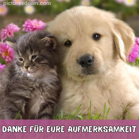 Danke F R Eure Aufmerksamkeit Bild Hund Und Katze