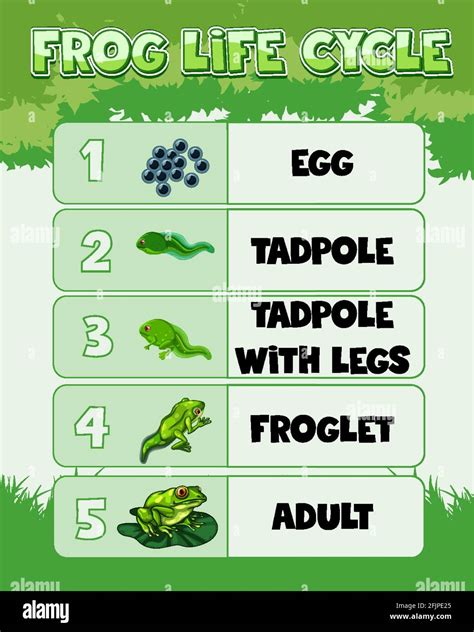 Diagrama que muestra el ciclo de vida de la ilustración de Frog Imagen