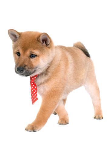 Puppy Shiba Inu Akita Inu White Shiba Inu Studio Isolated Png