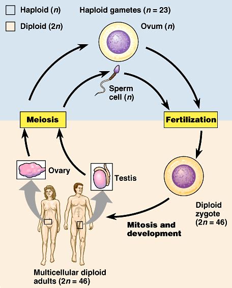 Diagram Of Meiosis And Sexual Life Cycles Quizlet