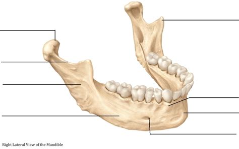 Right Lateral View Of The Mandible Diagram Quizlet