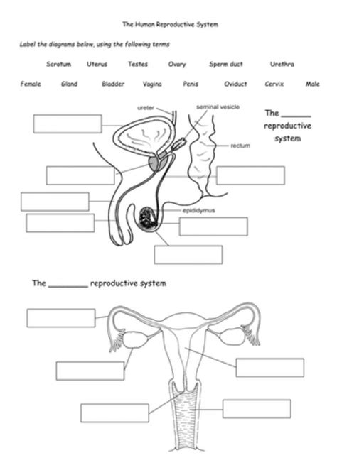 Anatomy Of The Female Reproductive System Worksheet Anatomy Worksheets