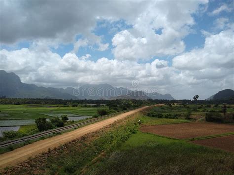 Rice Farming Paddy Field In Kanyakumari District Tamil Nadu India