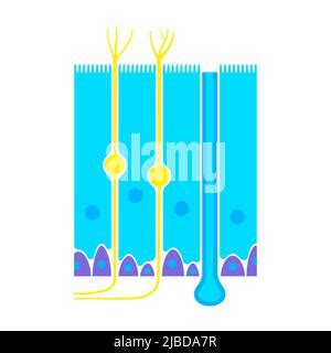 Olfactory Epithelium Illustration Stock Photo Alamy