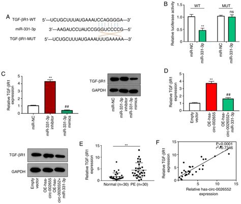 Circular Rna Hsa Circ Inhibits The Proliferation Migration And