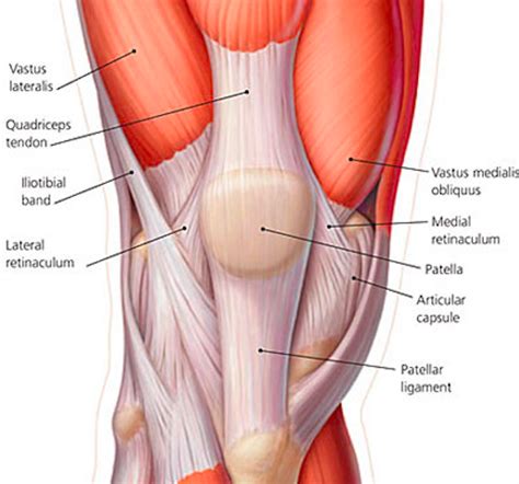 Quadriceps Tendon Anatomy