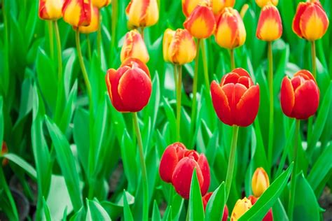 Kwiaty Tulipan Wiosna Darmowe Zdj Cie Na Pixabay Pixabay