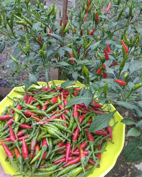 Step By Step Cara Berkebun Cabe Rawit Untuk Pemula Dengan Hasil Melimpah