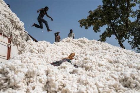 Le Mali Sera Le Plus Grand Producteur De Coton En Afrique Pour La