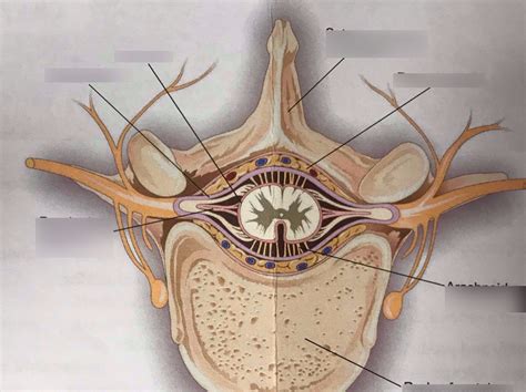 Cross Section Spine Diagram Quizlet
