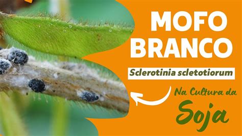 Mofo Branco Sclerotinia Scletotiorum Como Identificar E Manejar