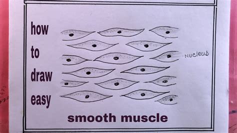 How To Draw Smooth Muscle Diagram Striated Muscle Diagram Drawing YouTube