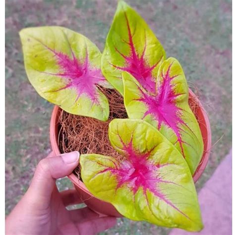 Jual Tears Of The Sun Tanaman Caladium Tanaman Subur Tanaman Hias Hidup