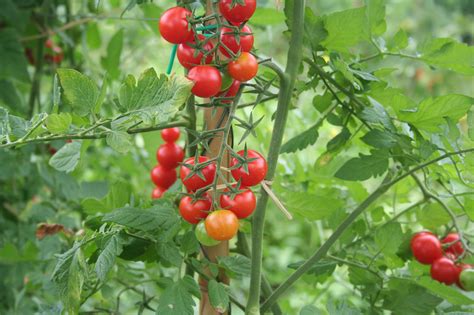 Tomates Cerises Une Culture Facile