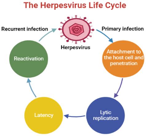 Non Flavonoid Polyphenols Against Human Herpesviruses Encyclopedia MDPI