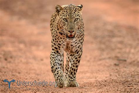 Was Ist Der Unterschied Zwischen Leopard Und Gepard Unterschiede
