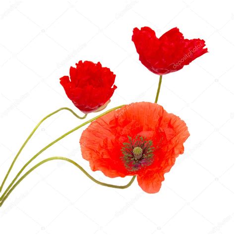 Flora De Gran Canaria Papaver Rhoeas Amapola N Aislada Sobre