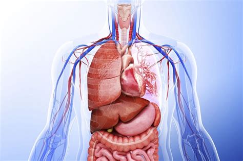 Combien d organes le corps humain possède t il