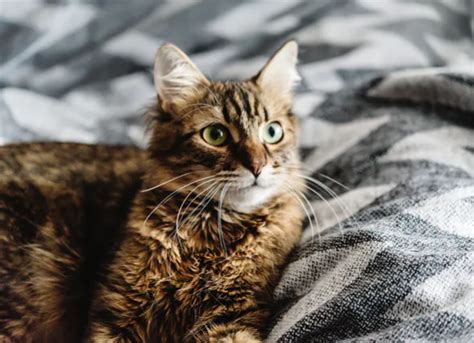 Réactions cutanées aux médicaments chez les chats Animaux Wiki
