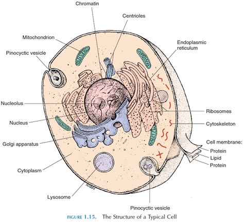 Cellular Level Of Organization