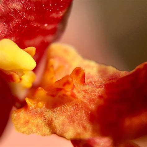 Orchid Orchids Orquidea Orquideas Orchidee Orchideen Rodetia