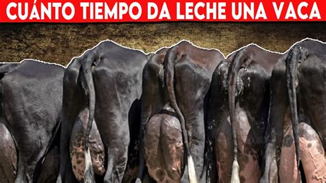 Cuánto Tiempo Da Leche Una Vaca Lechera Descubre Todo Lo Que
