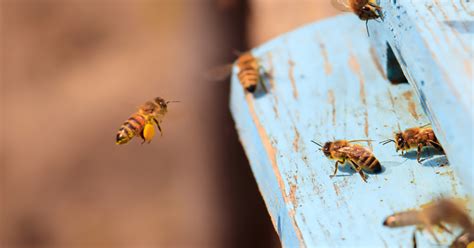 Descubre Los Secretos De Las Abejas Aruma Ha