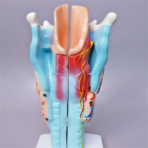 Human Larynx Anatomical Medical Model Anatomy Skeleton Throat 3X Life