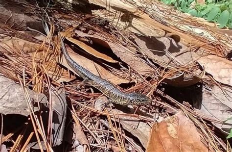 La Jornada Maya Nacional Sputnik Hallan Nueva Especie De