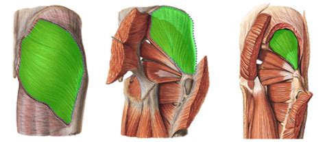Gluteal Region And Thigh Flashcards Quizlet
