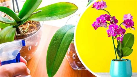 Wie Pflegt Man Orchideen Im September Um Sie Auf Den Winter
