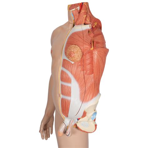 human muscular figure model life size muscular figure anatomical teaching muscled figure