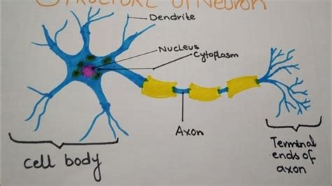 How To Draw Structure Of Neuron Easily Diagram Of Neuron YouTube