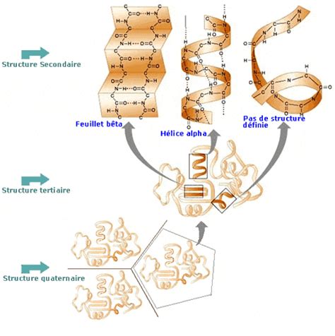 FIGURE A 6 Représentation des différentes structures secondaires