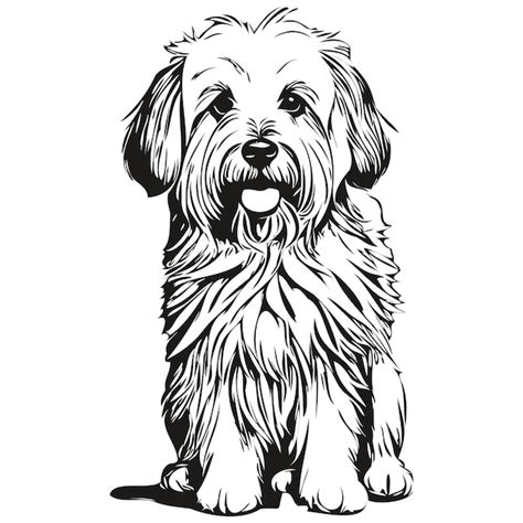Coton De Tulear Pies Zarys Rysunek Ołówkiem Grafika Czarny Znak Na